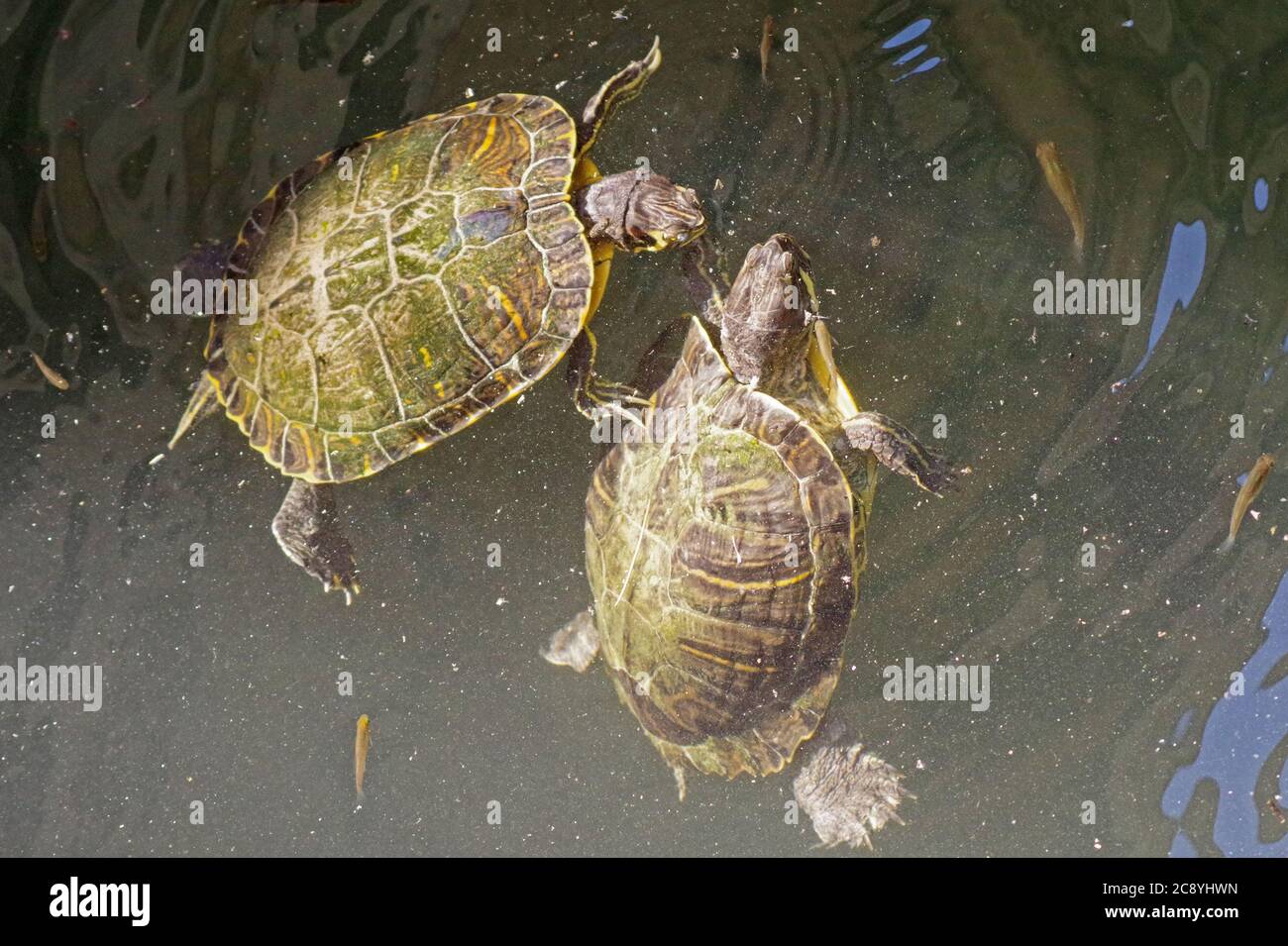 Freshwater tortoise hi-res stock photography and images - Alamy