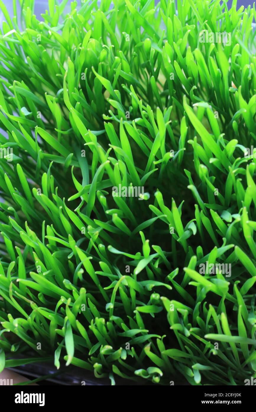 Grass high angle view Stock Photo - Alamy