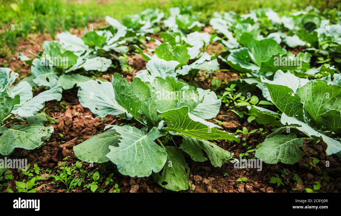 Cabbage growing at a small farm in Vietnam, Southeast Asia Stock Photo ...