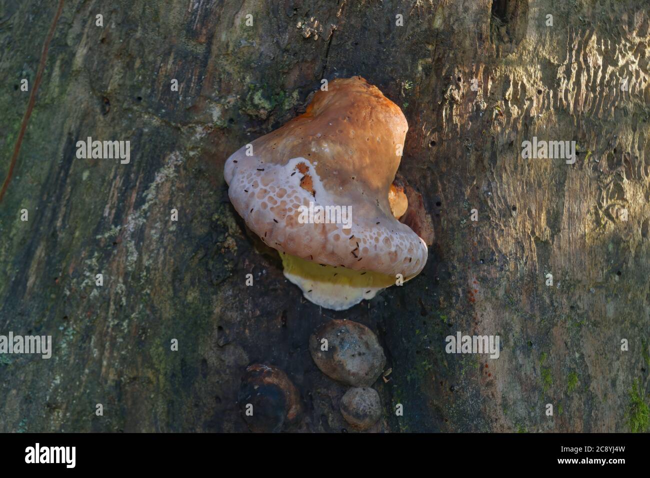 Fruit bodies of Ganoderma lucidum on the trunk of a tree Stock Photo ...