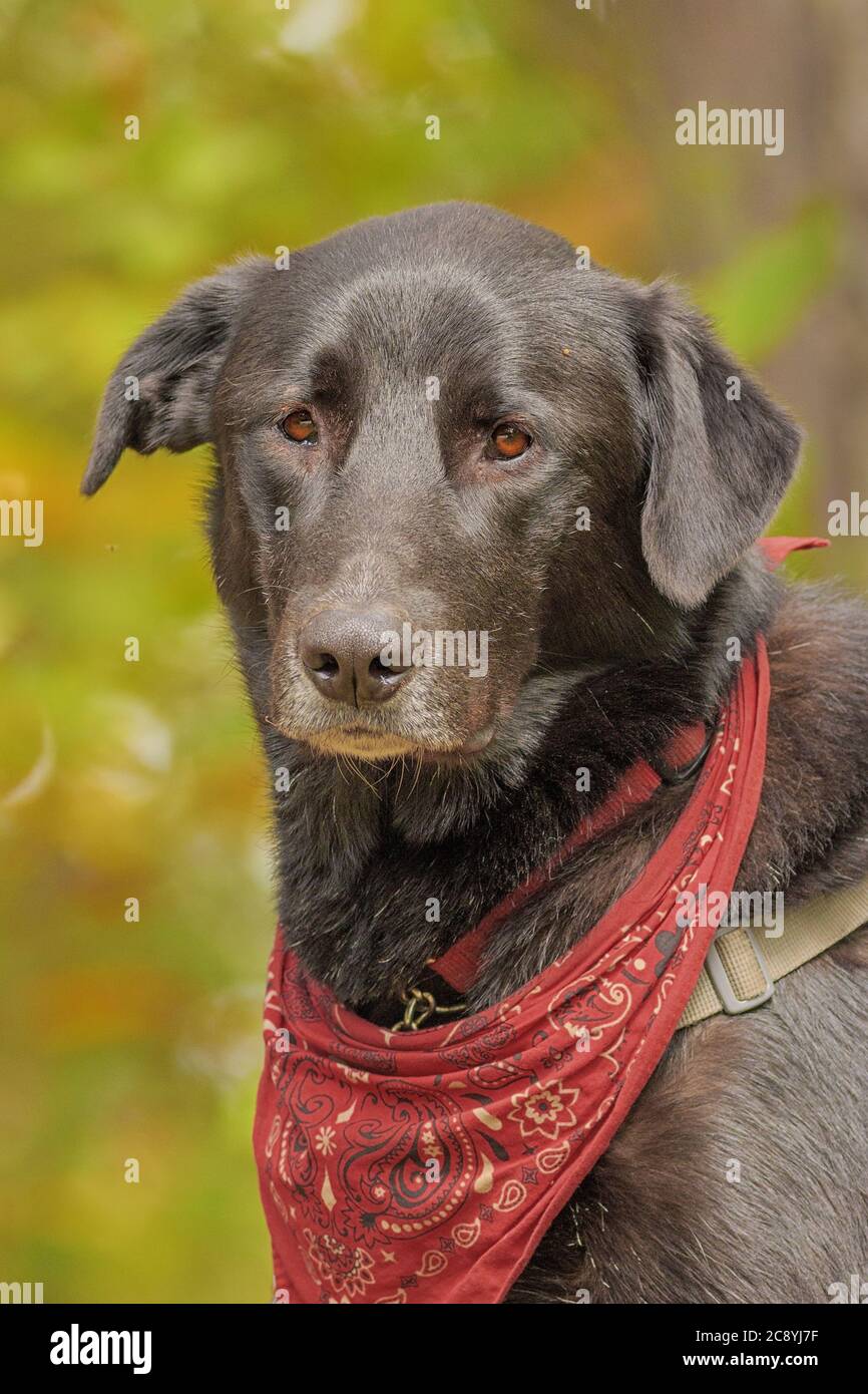 Bandanna hi-res stock photography and images - Alamy