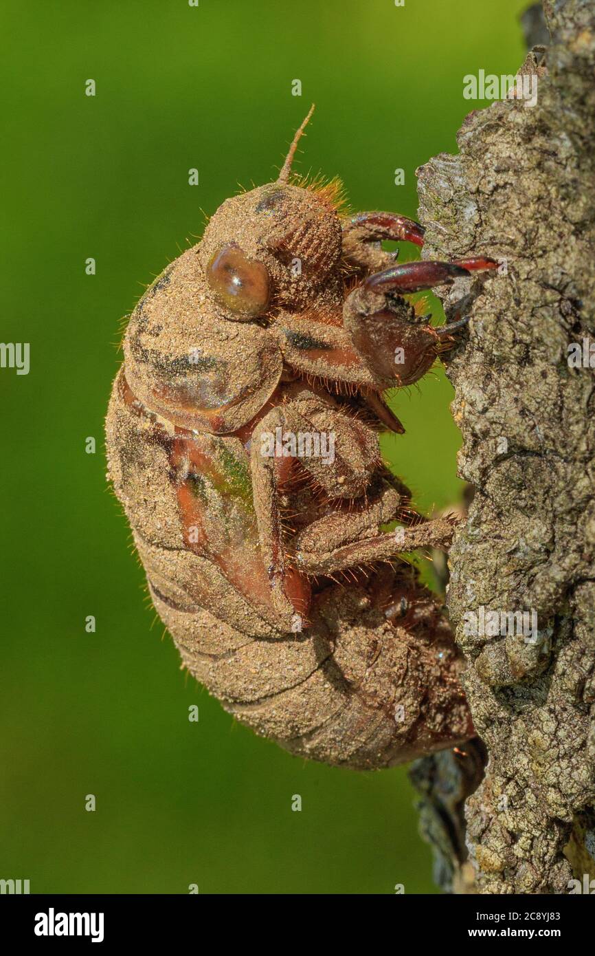 A Cicada emerges from the earth and begins its transformation Stock ...