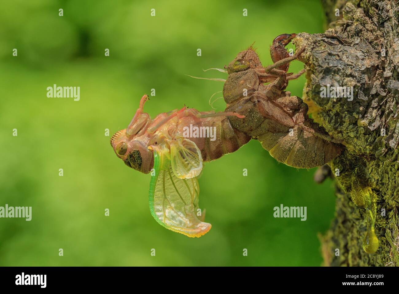 A Cicada emerges from the earth and begins its transformation Stock ...