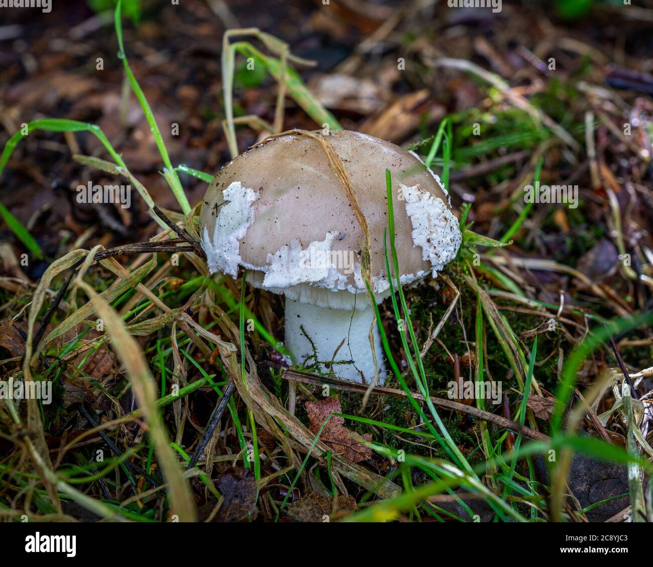 Death Cap Mushrooms High Resolution Stock Photography and Images - Alamy