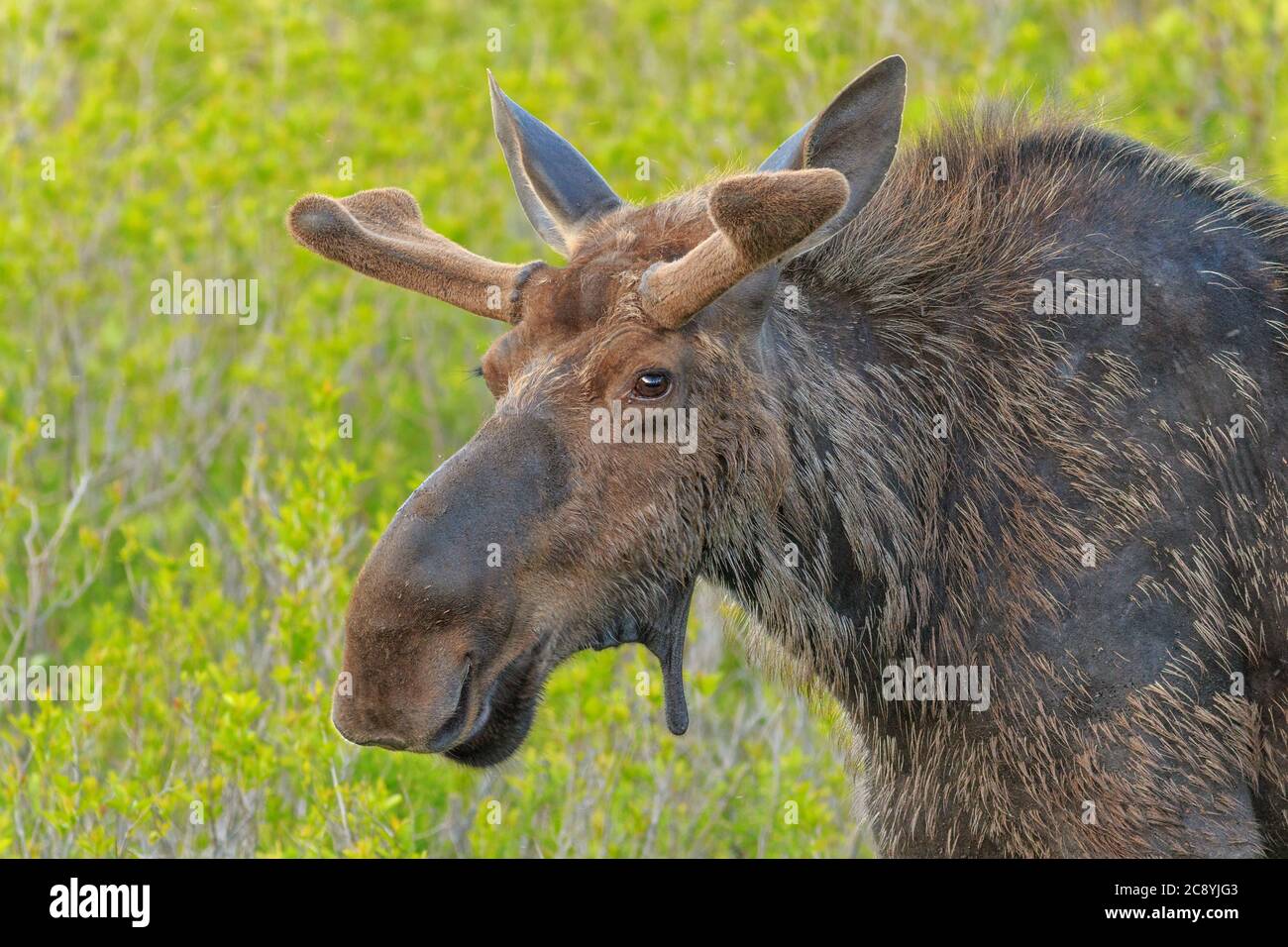 Bull moose antlers hi-res stock photography and images - Alamy
