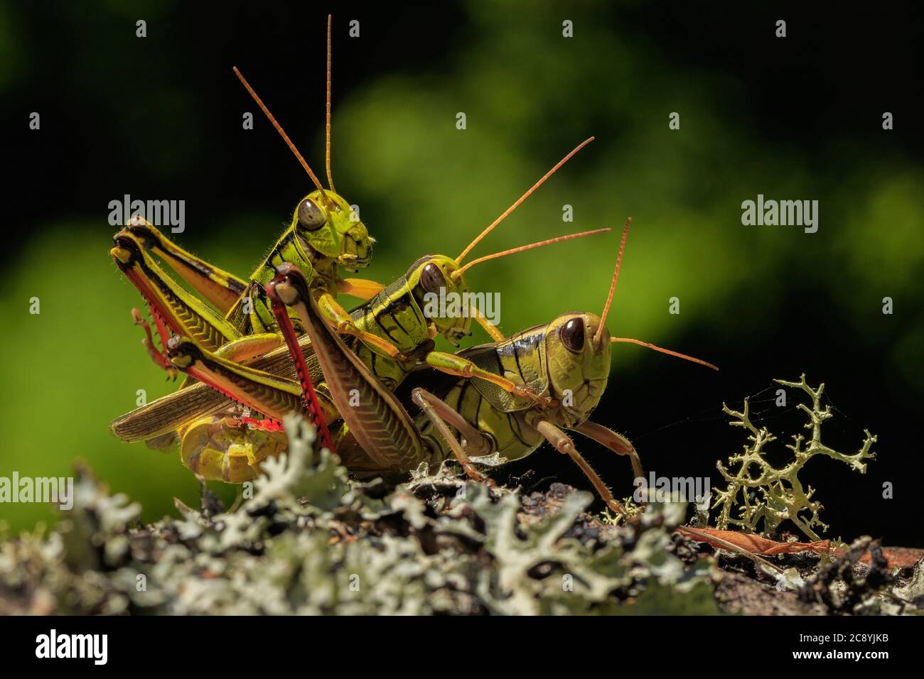 Grasshoppers mating insects hi-res stock photography and images - Alamy