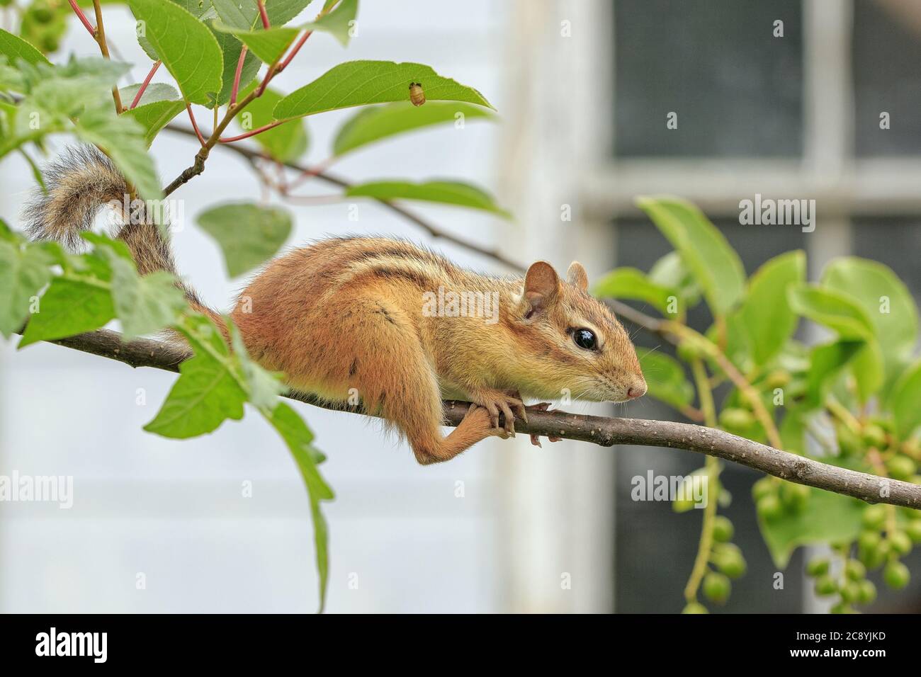 Chipmunk behavior hi-res stock photography and images - Alamy