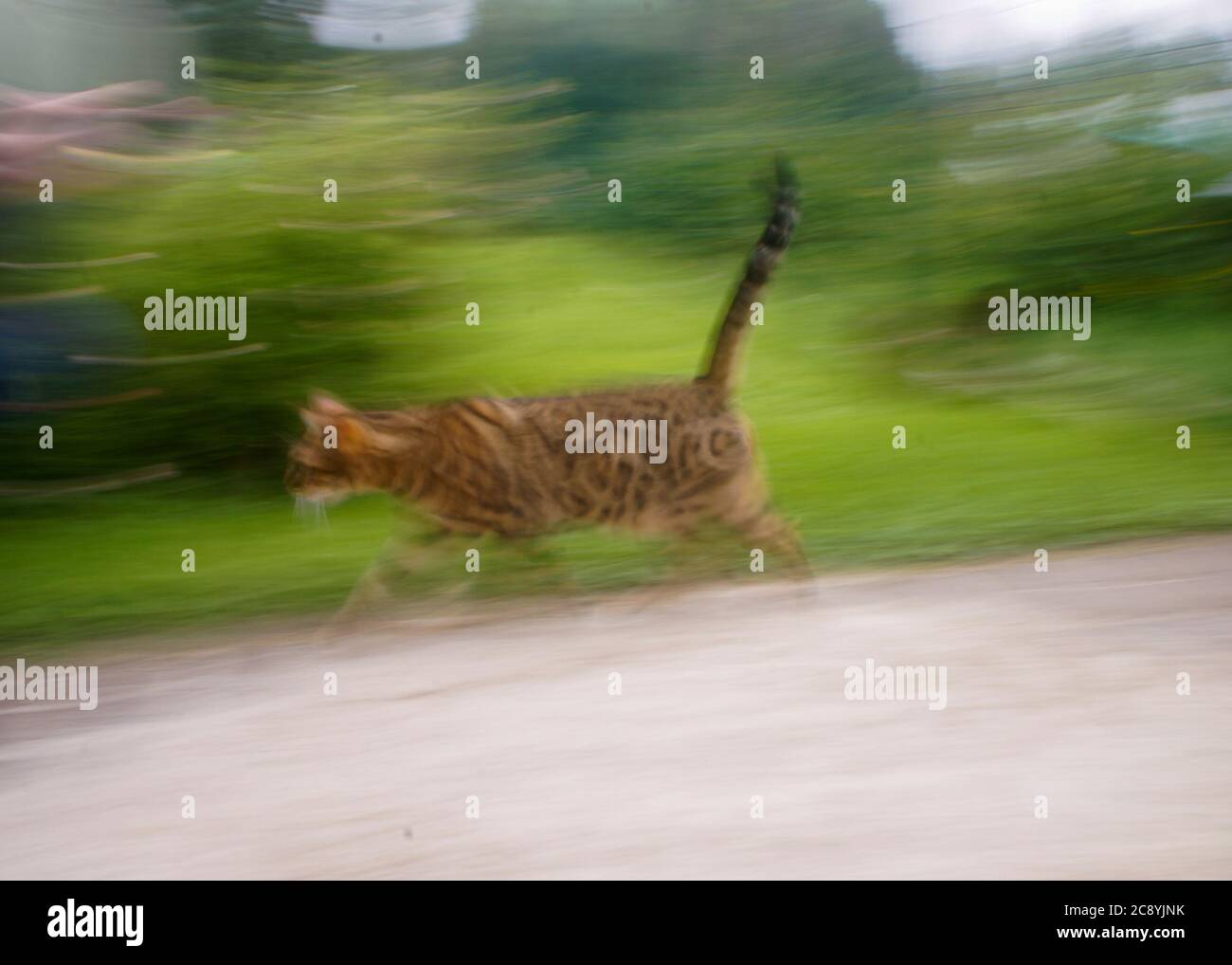Bengal leopard cat hi-res stock photography and images - Alamy
