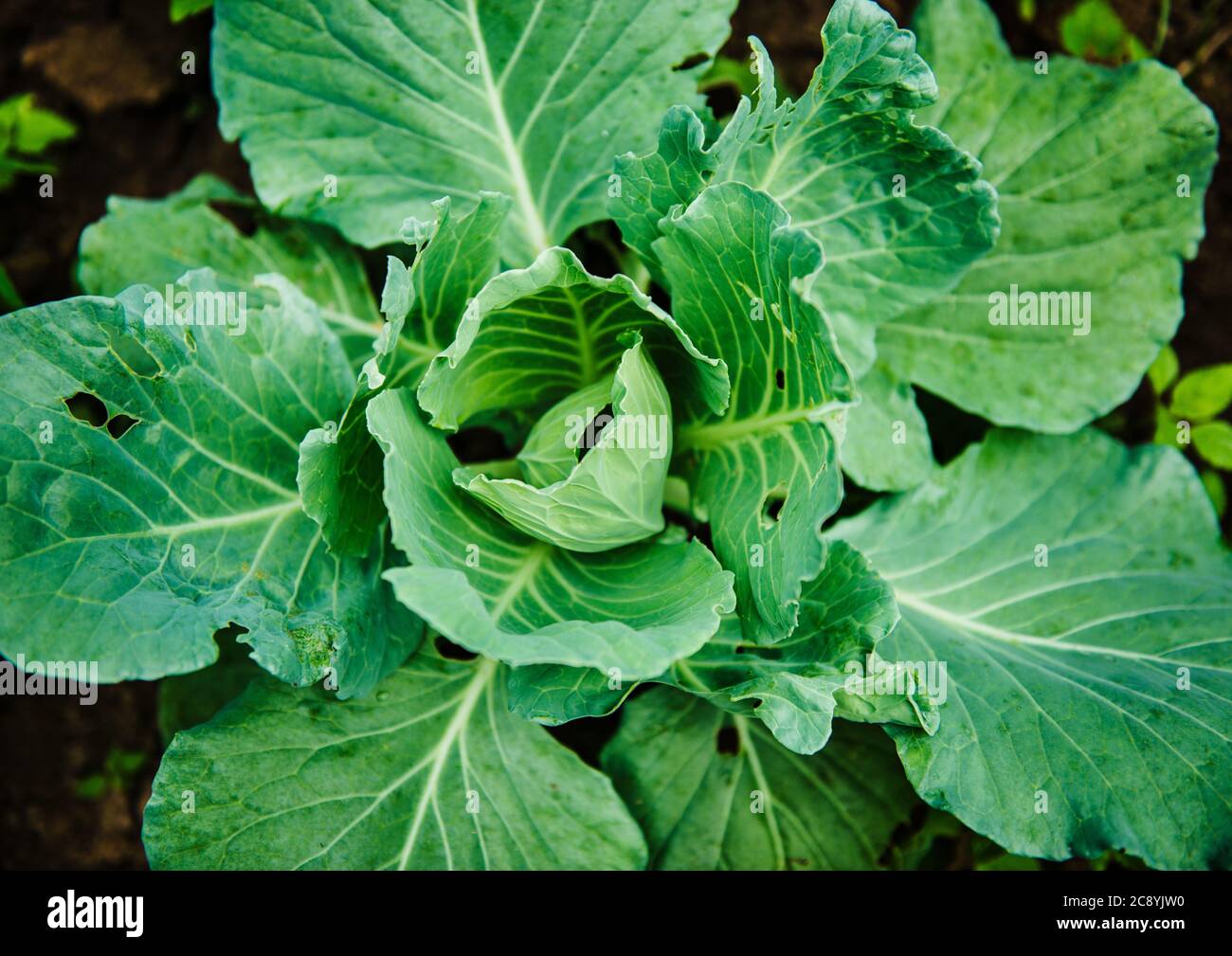 Cabbage growing at a small farm in Vietnam, Southeast Asia Stock Photo ...