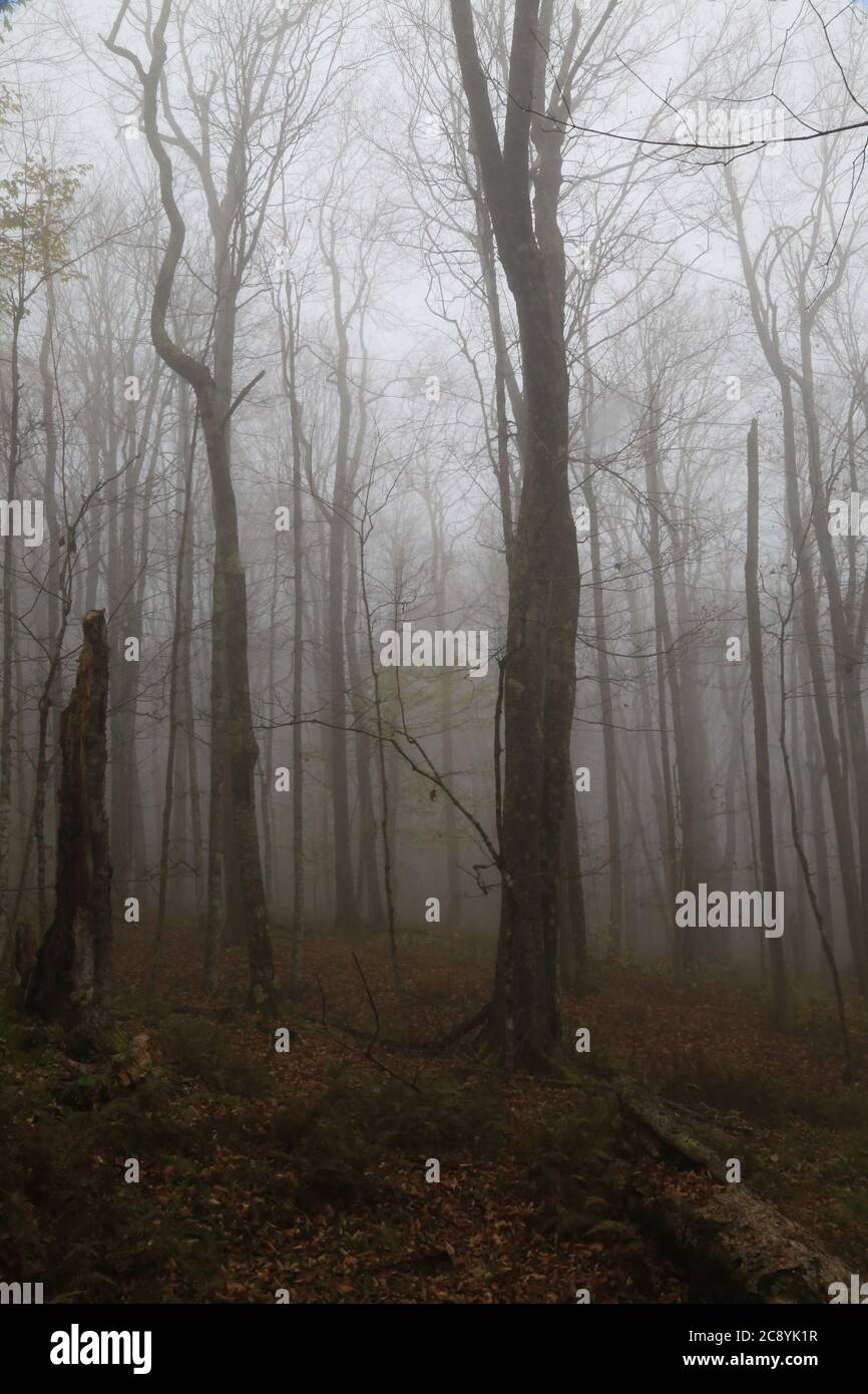 Spooky fog covered area Stock Photo - Alamy