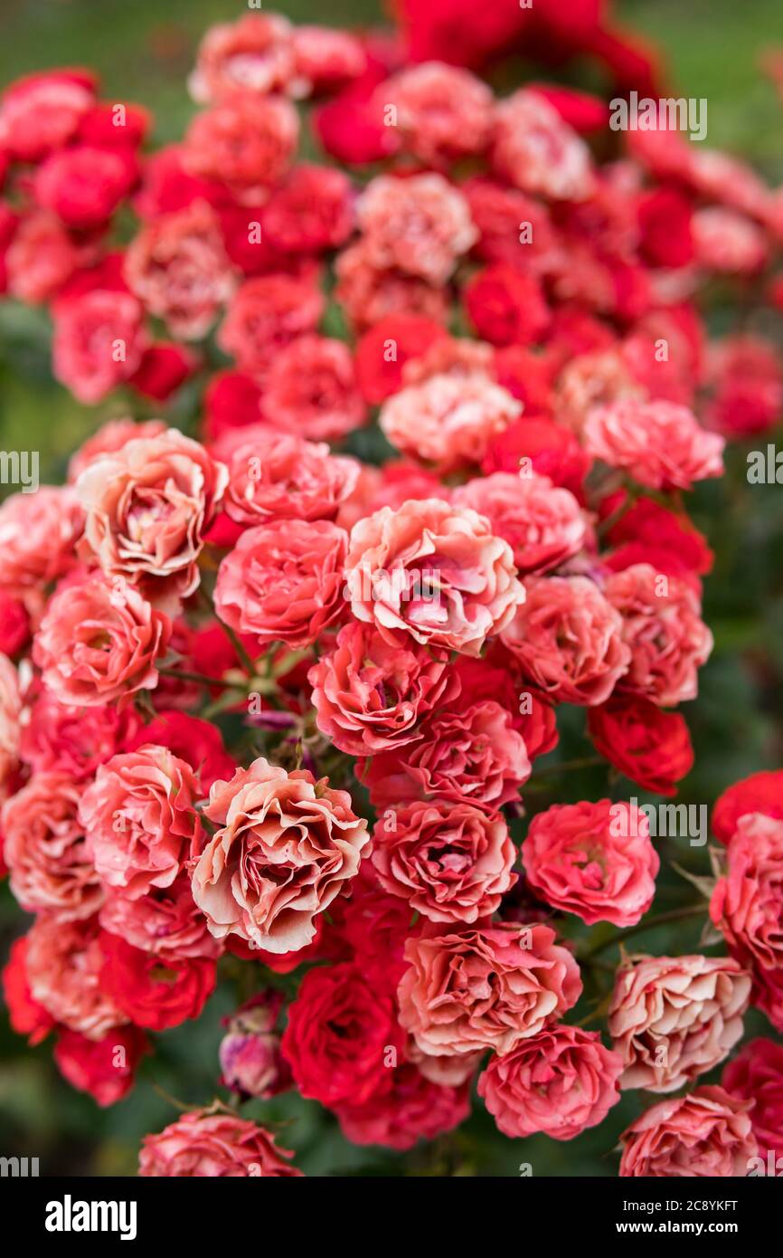 detail of flowers of rose growing in a garden during summer season ...