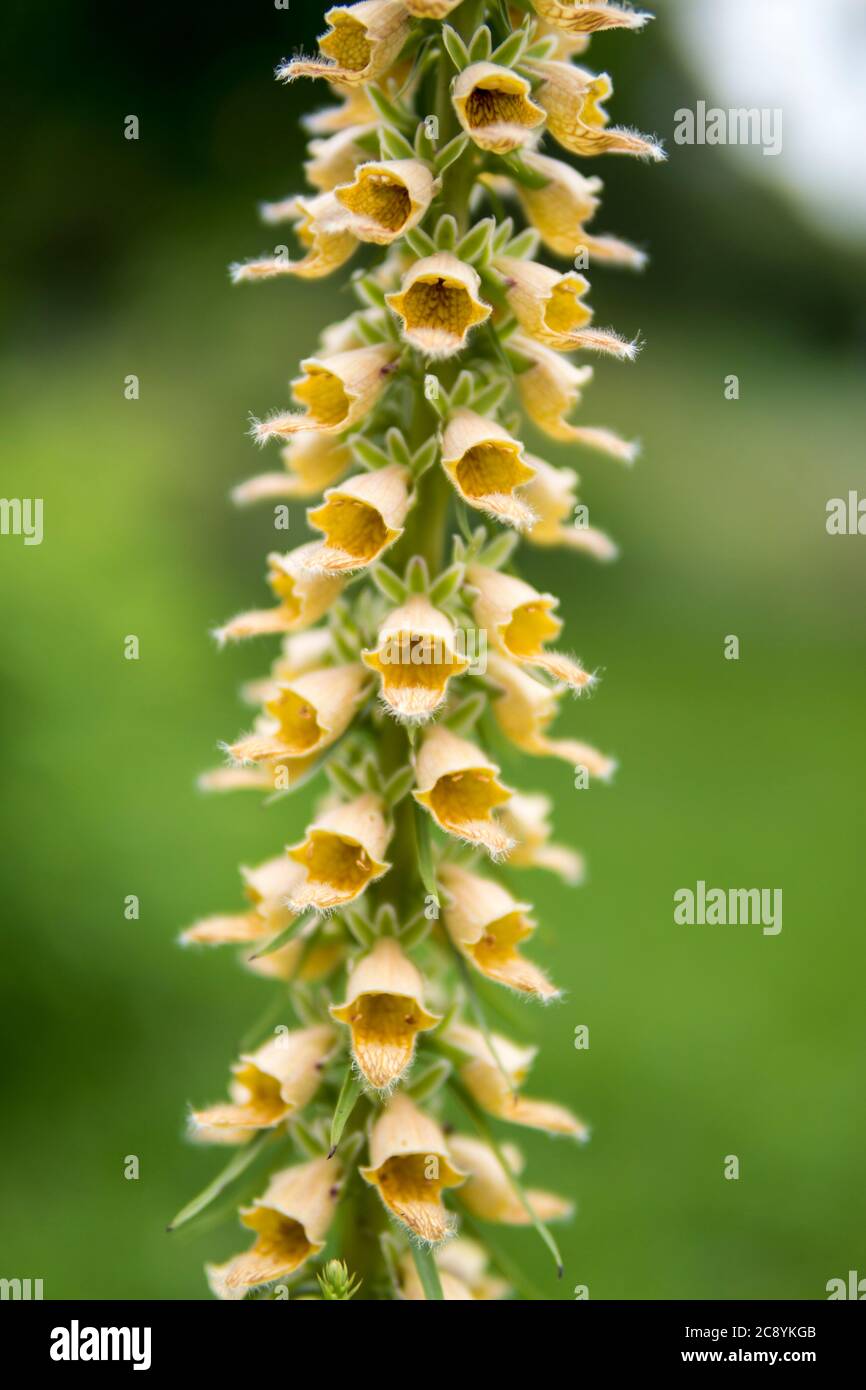 detail of yellow vertical flowers growing in a garden during summer ...