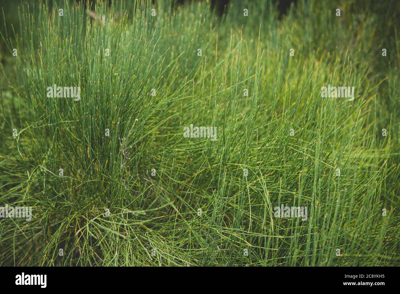 Ephedra flower hi-res stock photography and images - Alamy