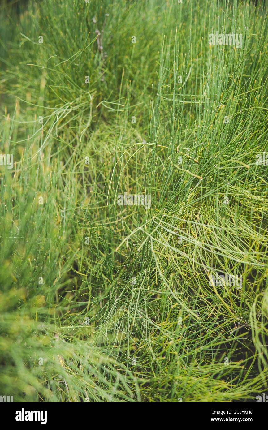 Ephedra flower hi-res stock photography and images - Alamy