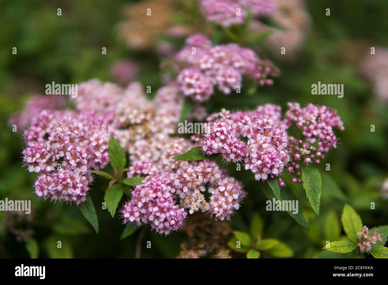 detail of small pink flowers growing in a garden during summer season ...