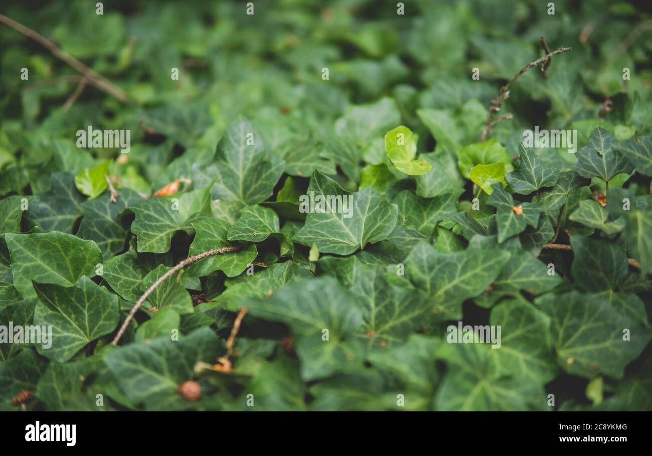 detail of Hedera helix growing in a garden during summer season Stock ...