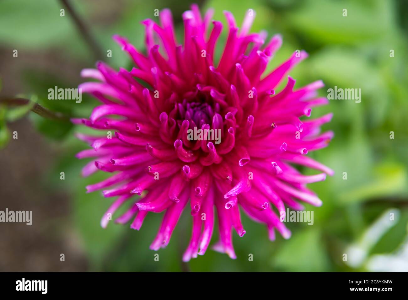 detail of pink flower growing in a garden during summer season Stock ...