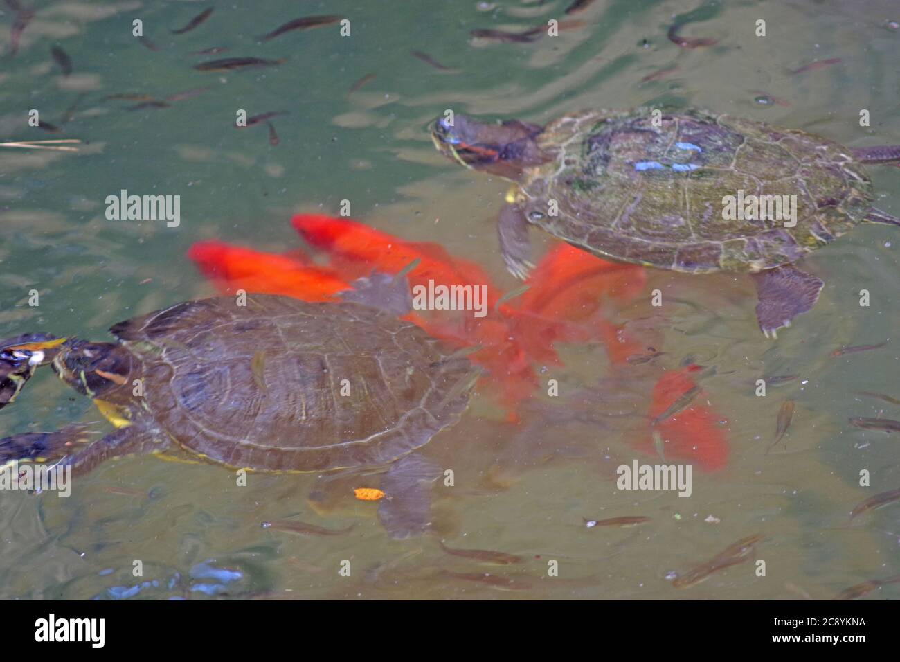Freshwater turtle and red fish Stock Photo - Alamy