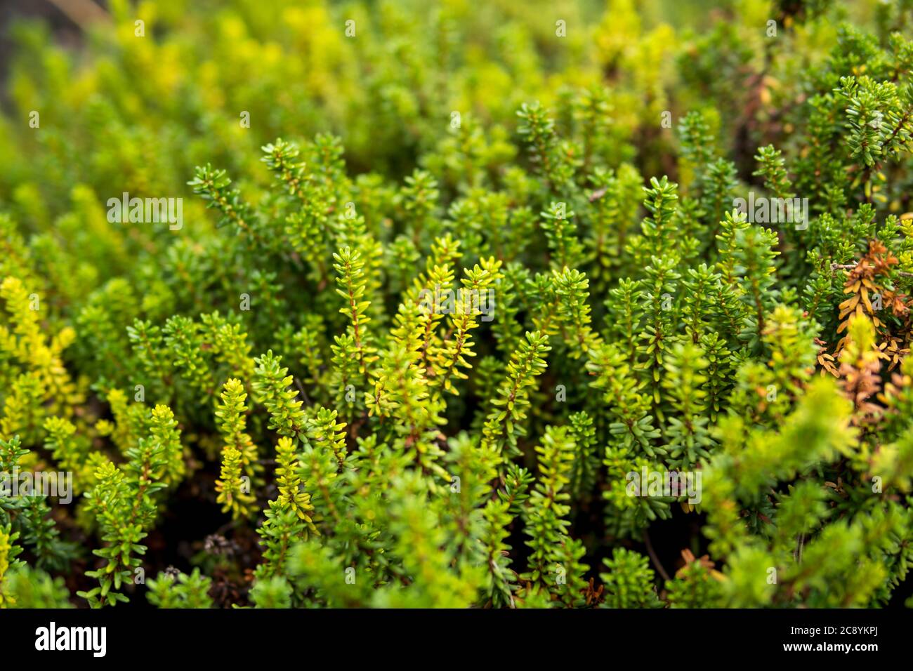 detail of Empetrum nigrum growing in a garden during summer season ...