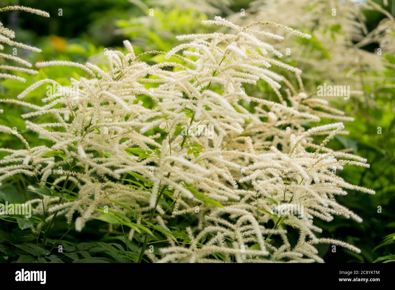 detail of Aruncus dioicus growing in a garden during summer season ...