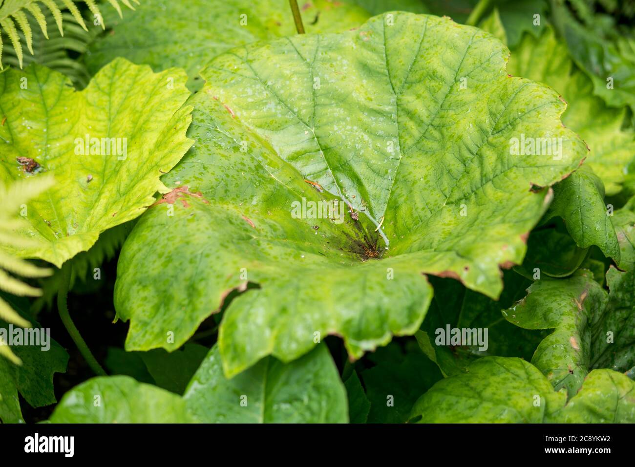 detail of big green leaves growing in a garden during summer season ...