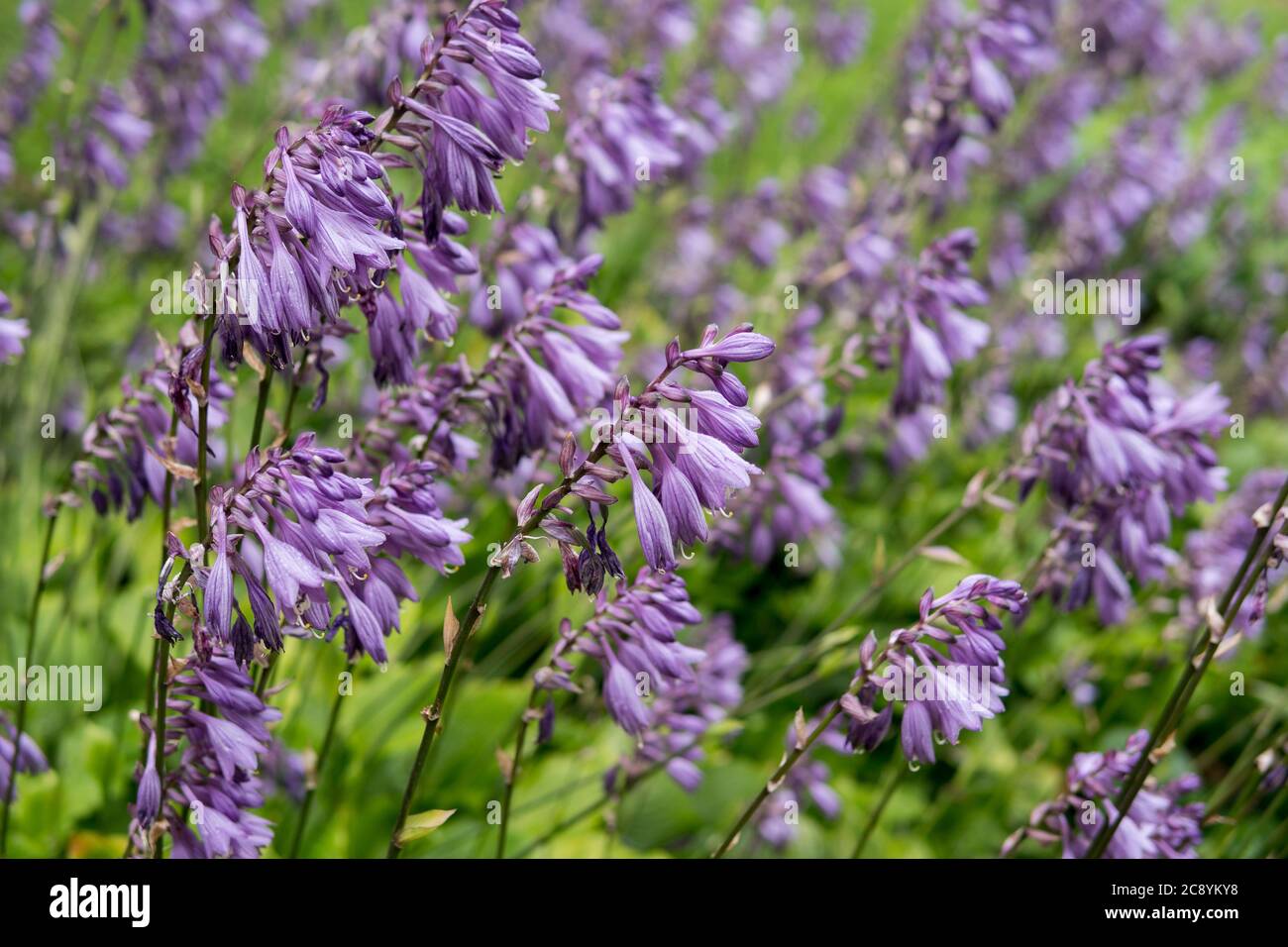 Hosta capitata hi-res stock photography and images - Alamy