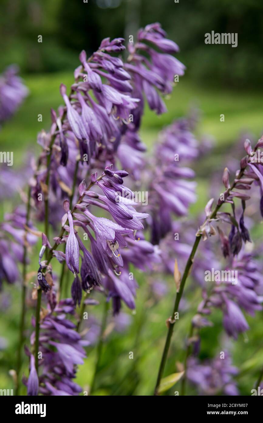 Hosta capitata hi-res stock photography and images - Alamy