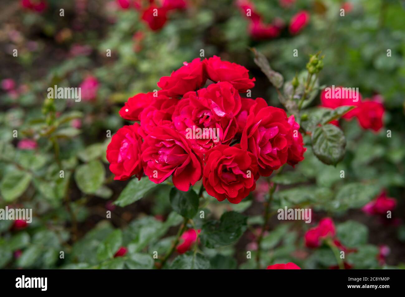 detail of flowers of rose growing in a garden during summer season ...