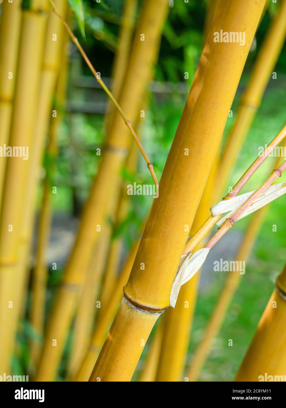 Bamboo growing in a garden Stock Photo - Alamy