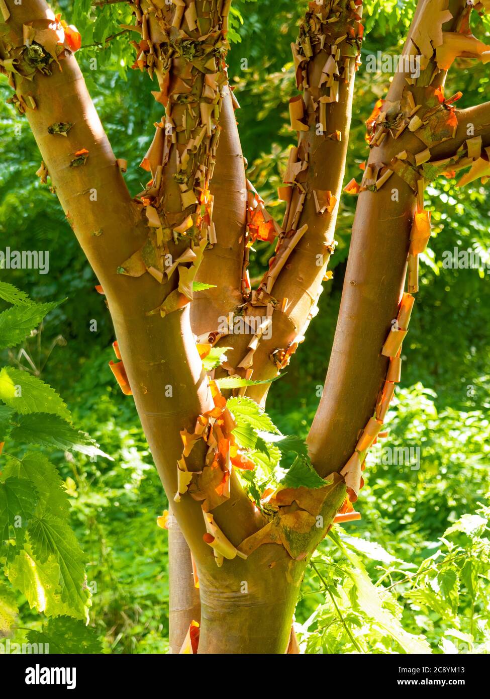 A plane tree with pealing bark Stock Photo - Alamy