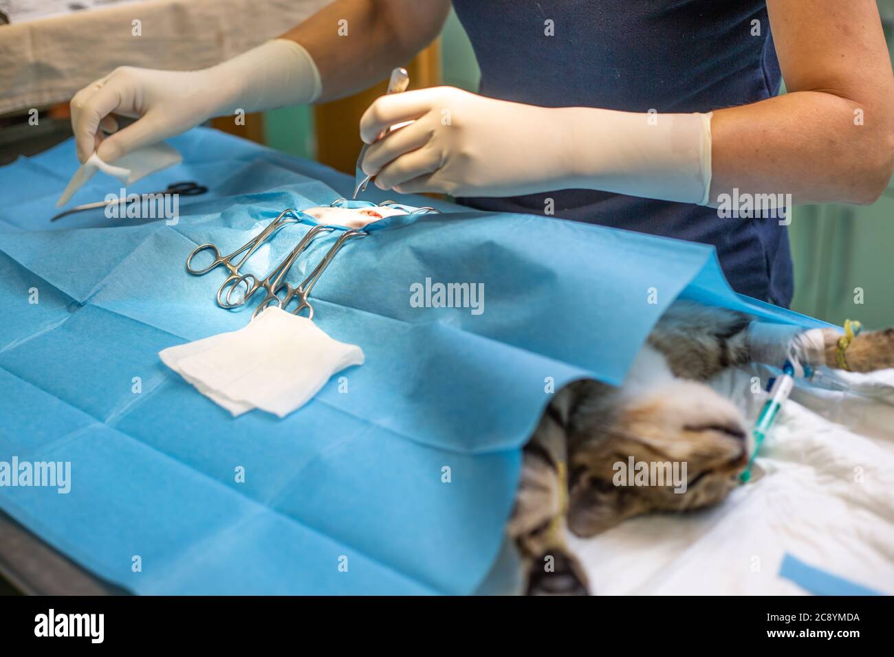 Spay surgery hi-res stock photography and images - Alamy