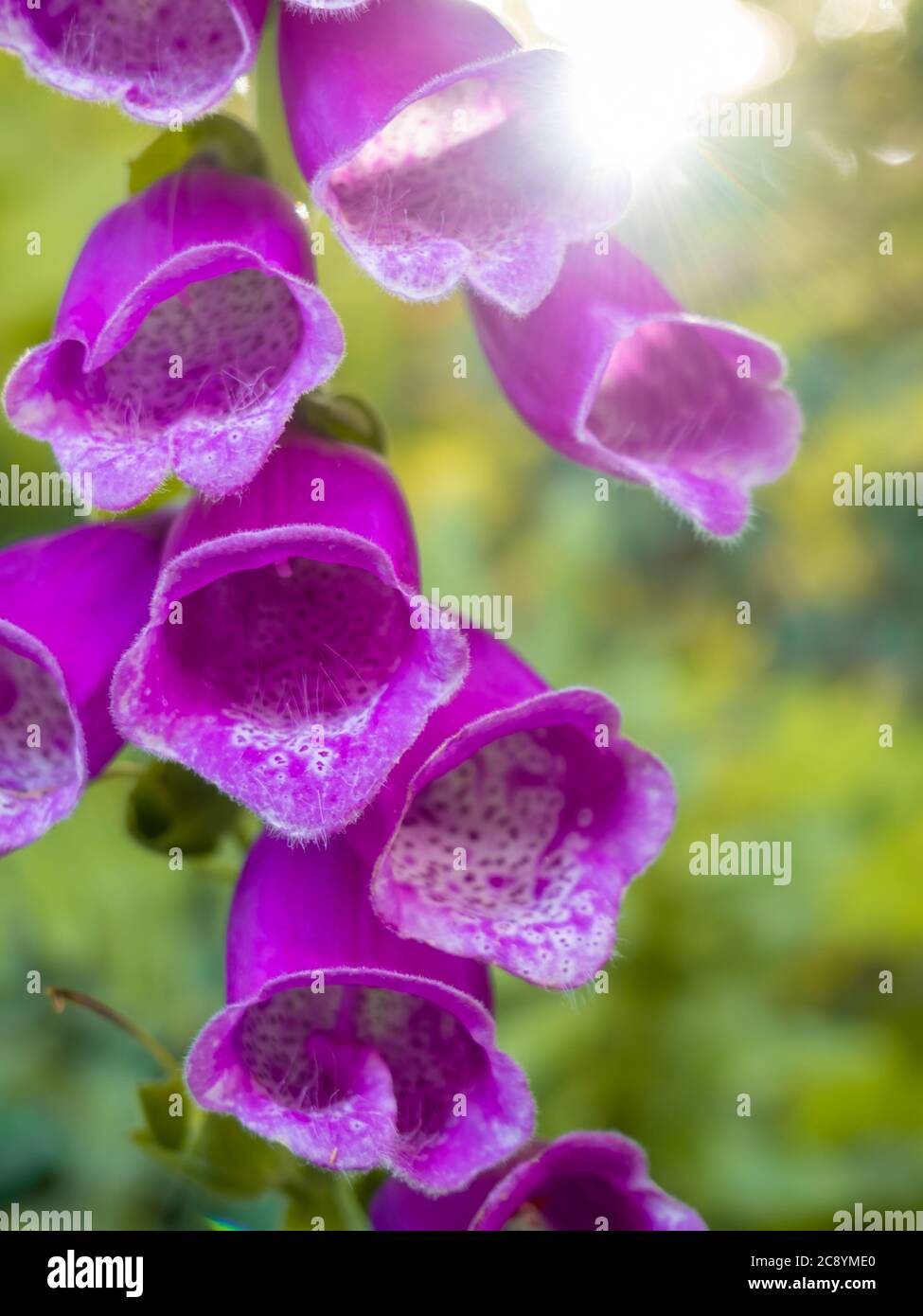 Purple Flowers in a hiden woodland attraction in Cornwall Stock Photo ...