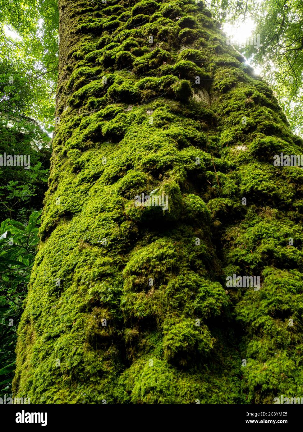 Moss covered tree trunk close up Stock Photo - Alamy
