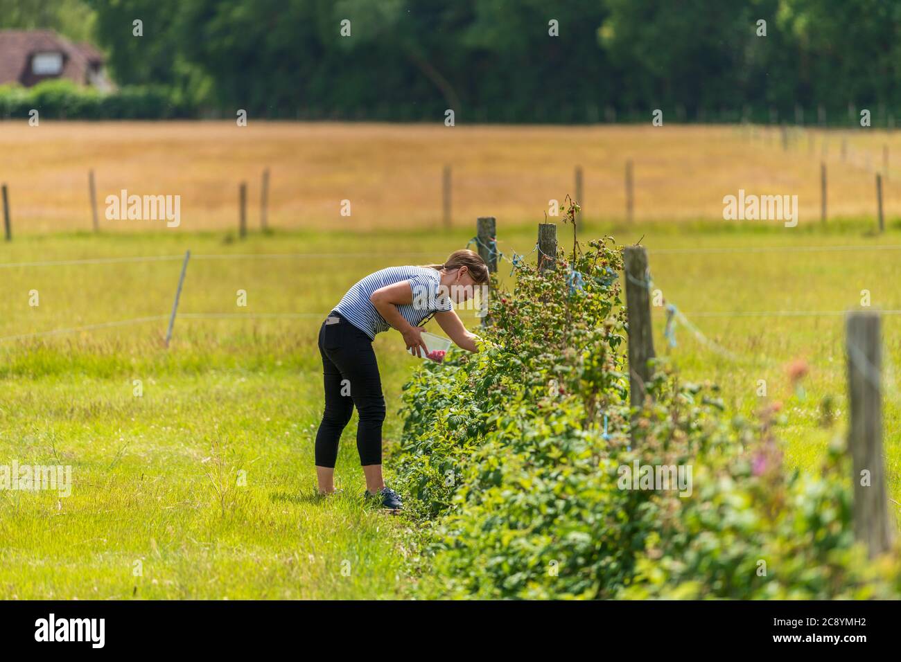 Young female picking fresh farm raspberries in field in Sevenoaks, Kent ...