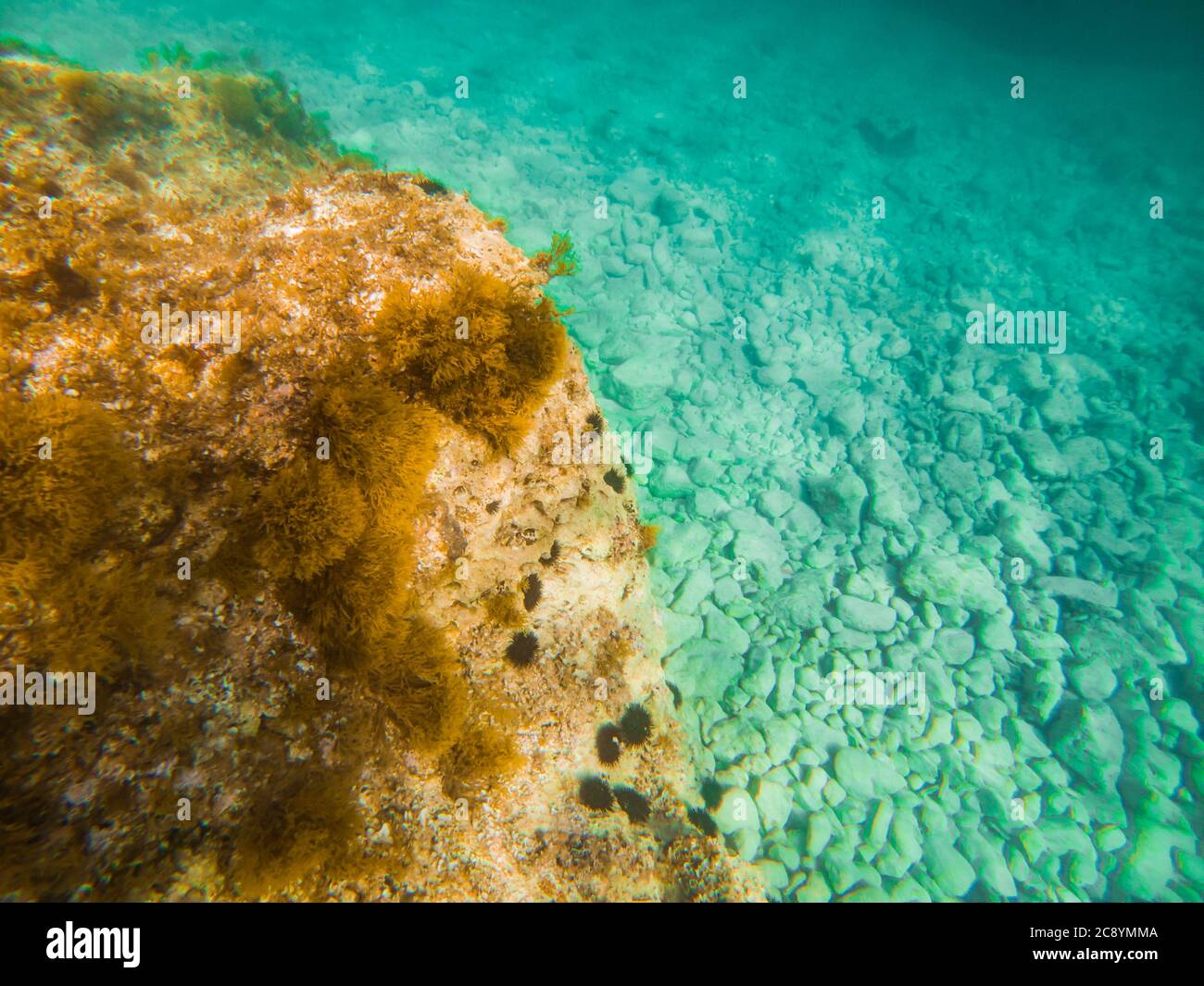 underwater sea bottom view Stock Photo - Alamy