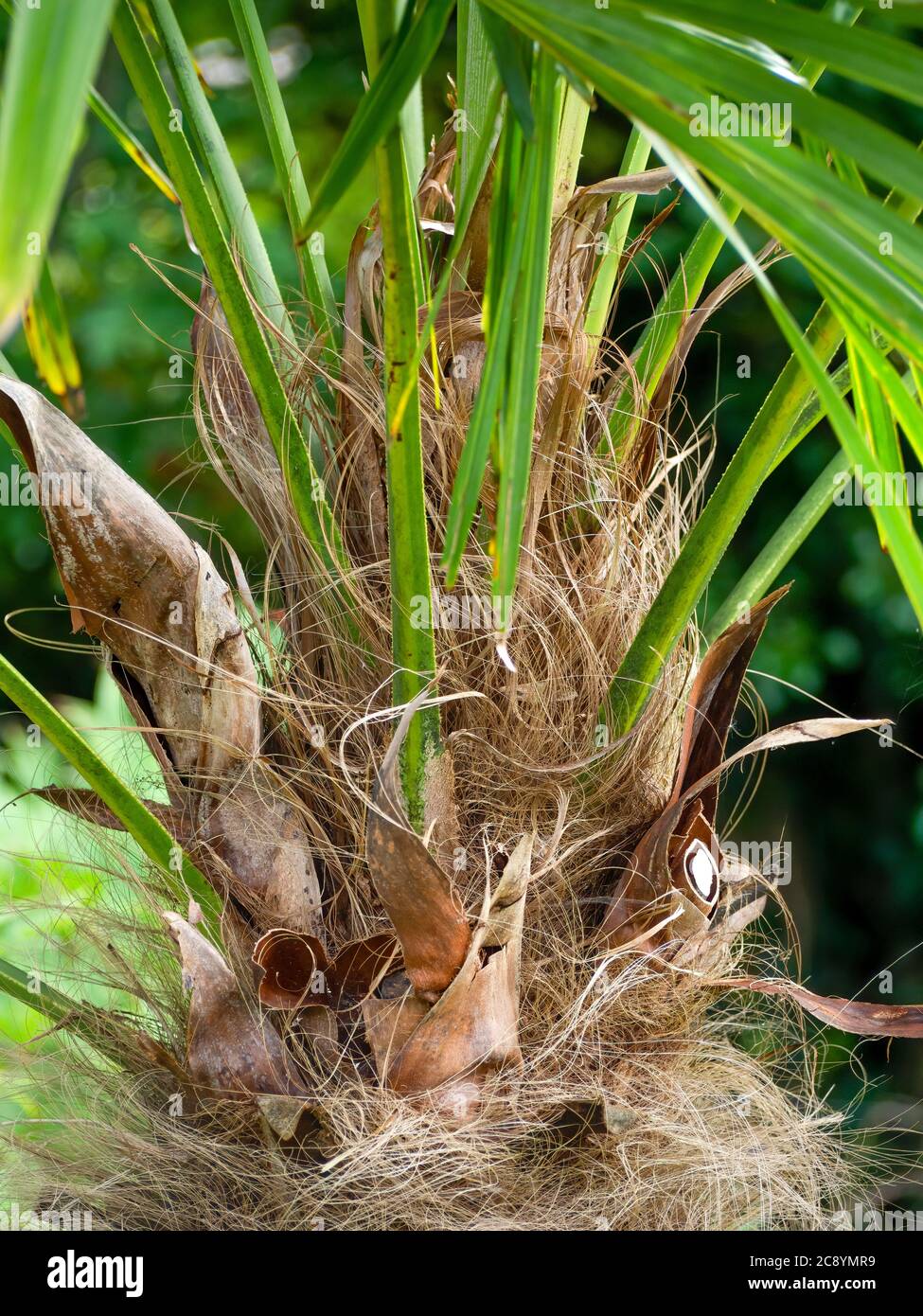 A tropical plant in Nice, showing fibers and leaves Stock Photo - Alamy