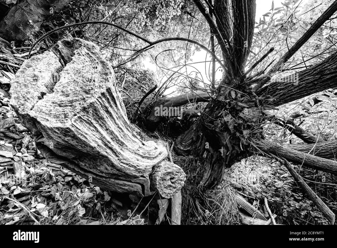 Baum bnw hi-res stock photography and images - Alamy
