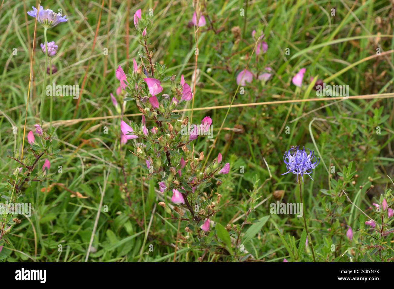 Spiny restharrow,'Ononis spinosa' an erect, shrubby herb with solitary ...