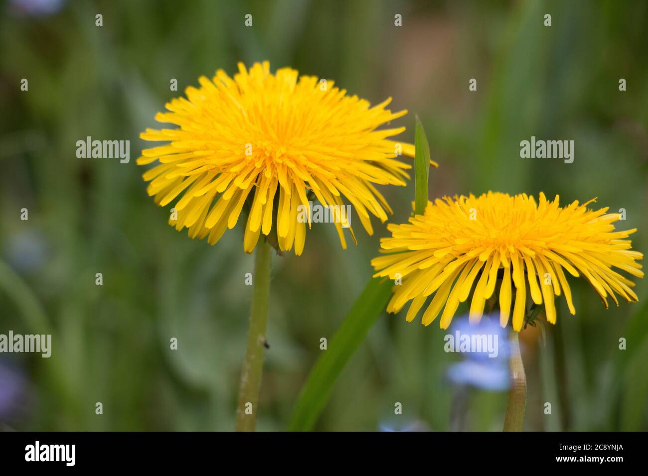 Two yellow dandelion flowers, Taraxacum officinale, lions tooth or ...