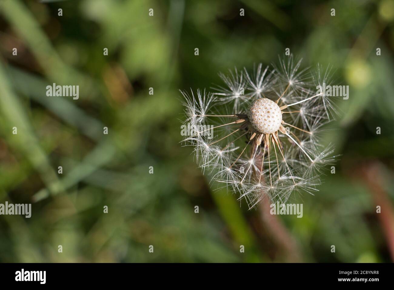 Dispersed dandelion seed head (Taraxacum officinale) in the British ...
