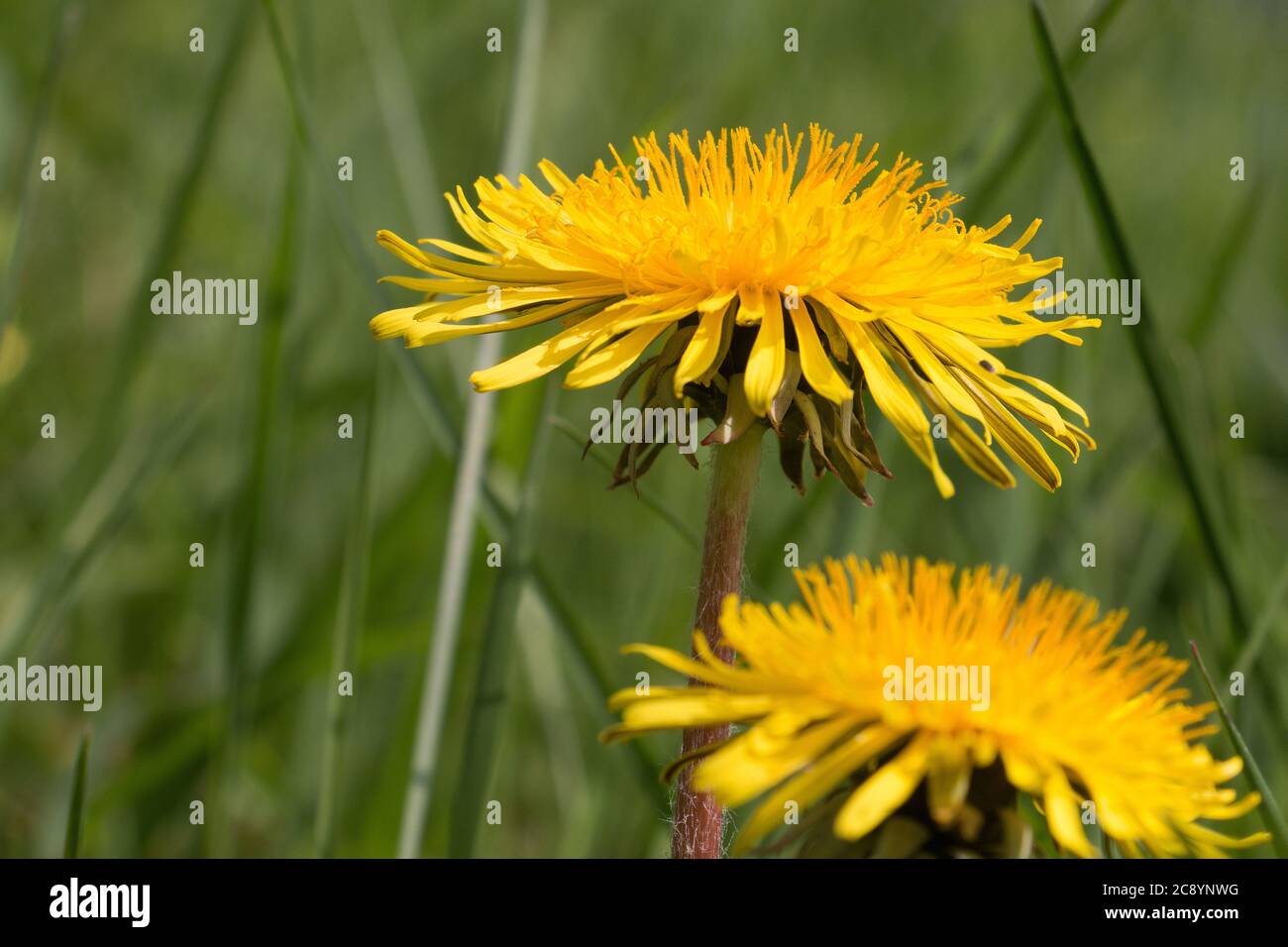 Two yellow dandelion flowers, Taraxacum officinale, lions tooth or ...