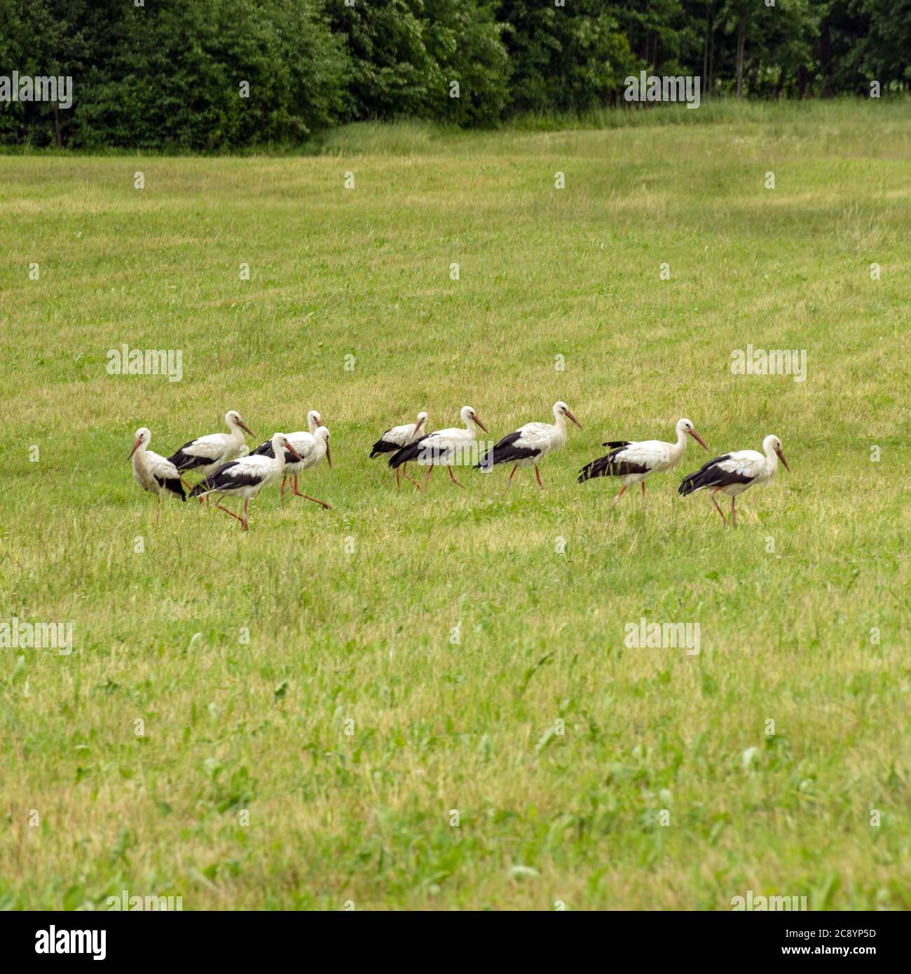 Colony of storks hi-res stock photography and images - Alamy