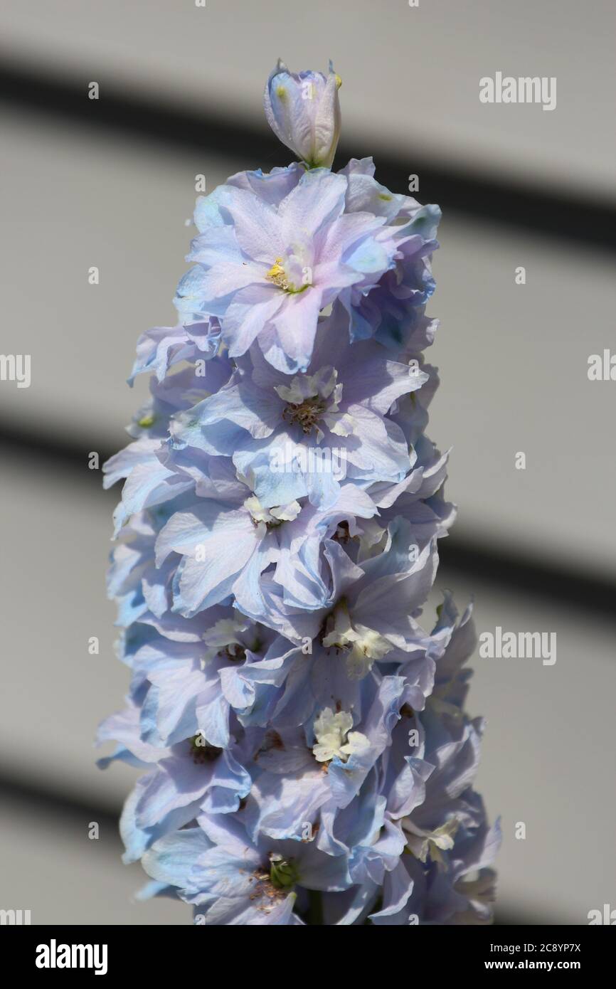 Close up of a flowering stalk of Delphinium Blue Lace with purple and ...
