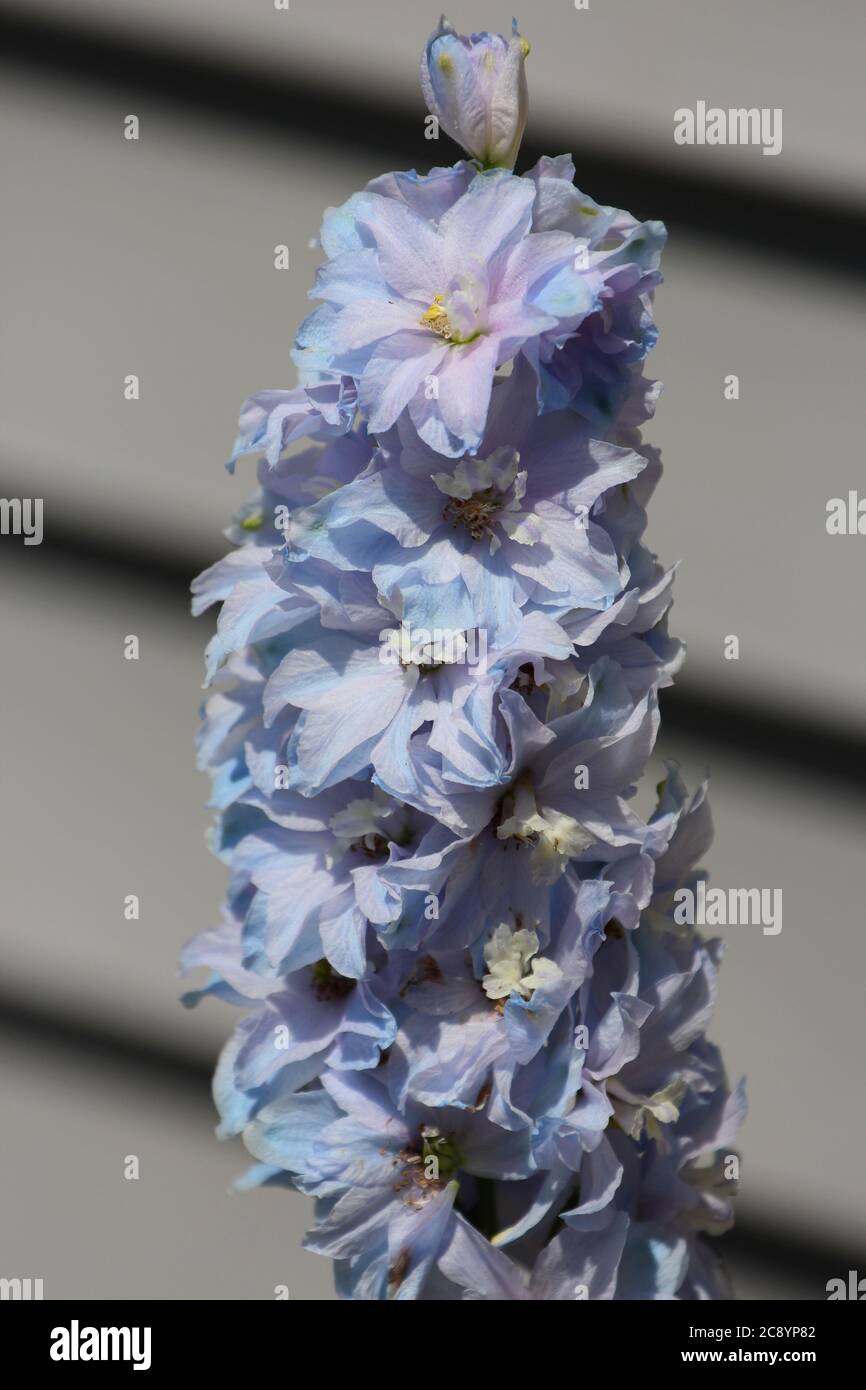 Close up of a flowering stalk of Delphinium Blue Lace with purple and ...