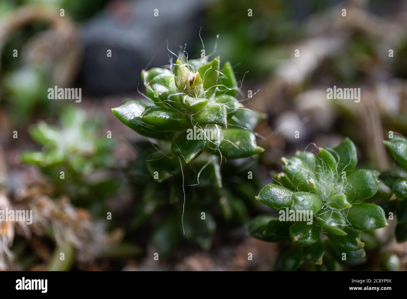 Anacampseros arachnoides hi-res stock photography and images - Alamy