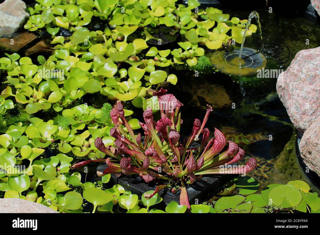 A pond filled with Water Hyacinth, Trumpet Pitcher Plants, Lily Pads ...