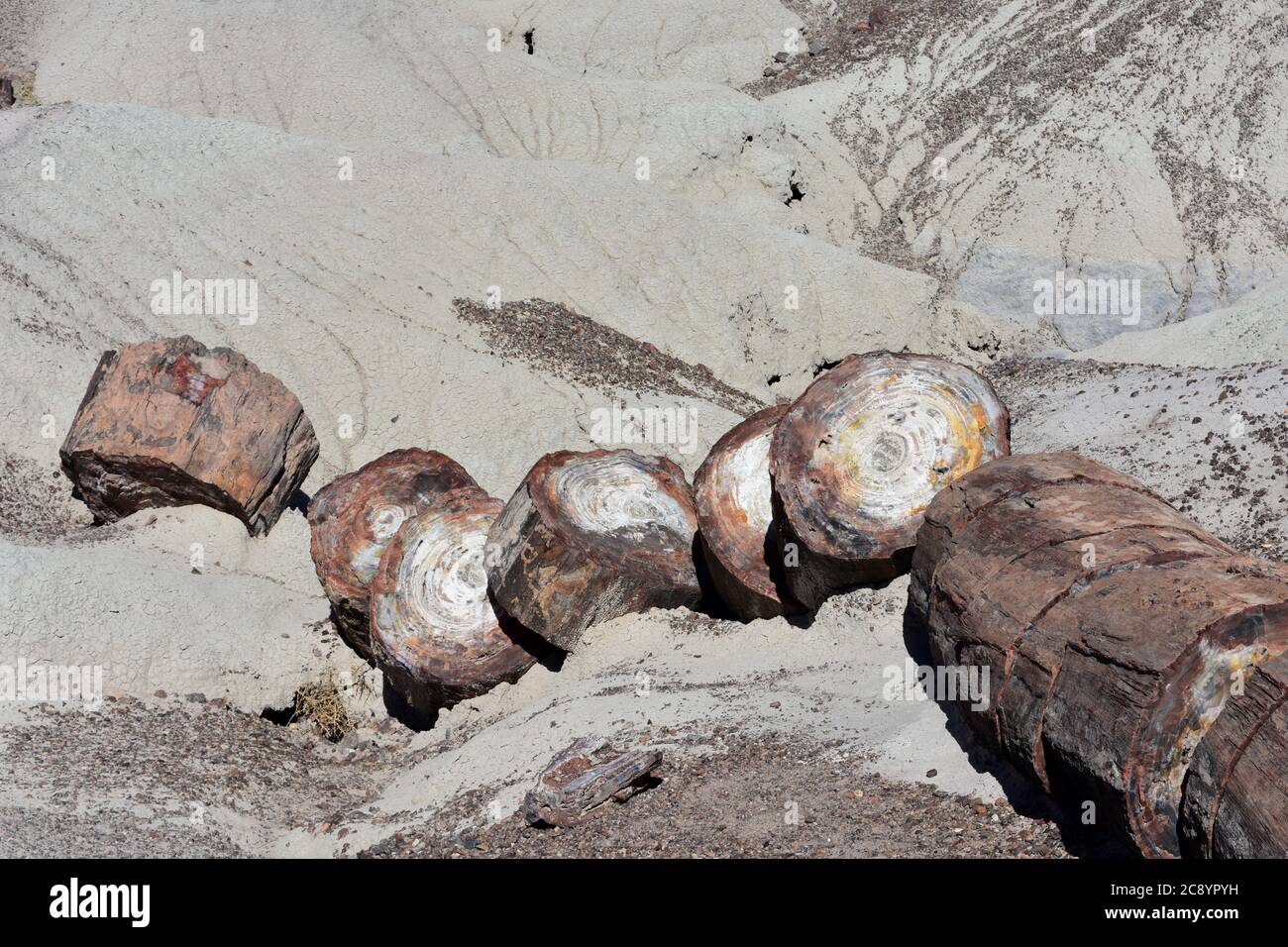 Large chunks of petrified wood logs in the desert Stock Photo - Alamy