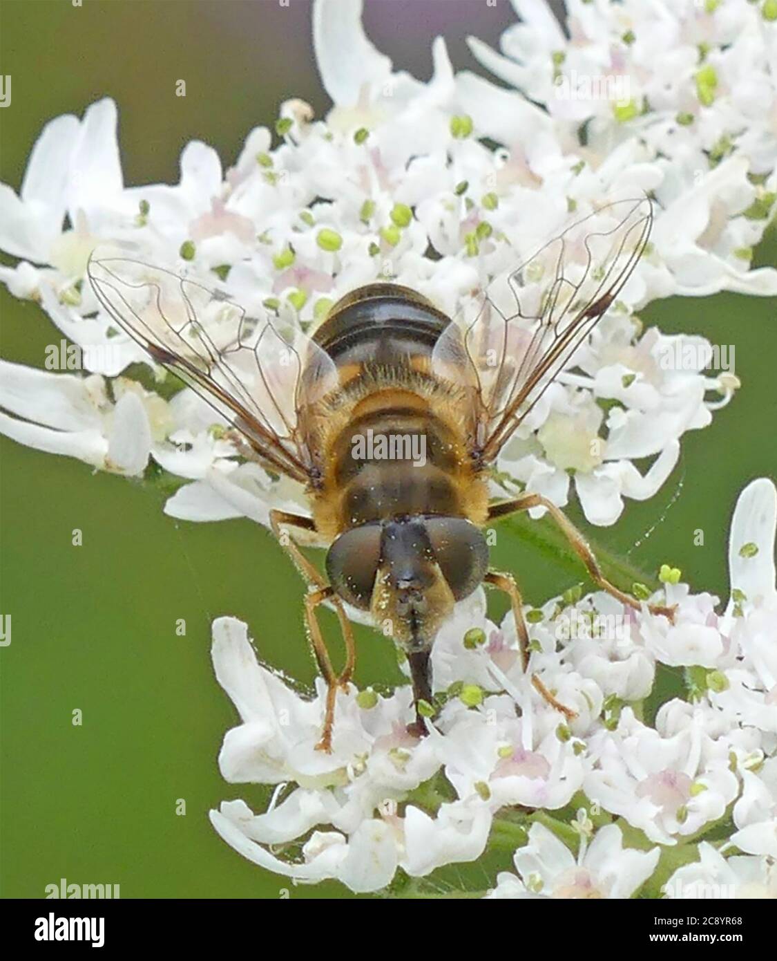 ERISTALIS PERTINAX female hoverfly. Photo: Tony Gale Stock Photo - Alamy