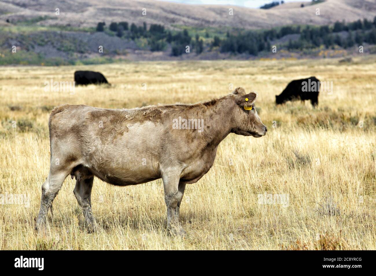 Black angus and shorthorn cattle grazing on leased national forest land ...