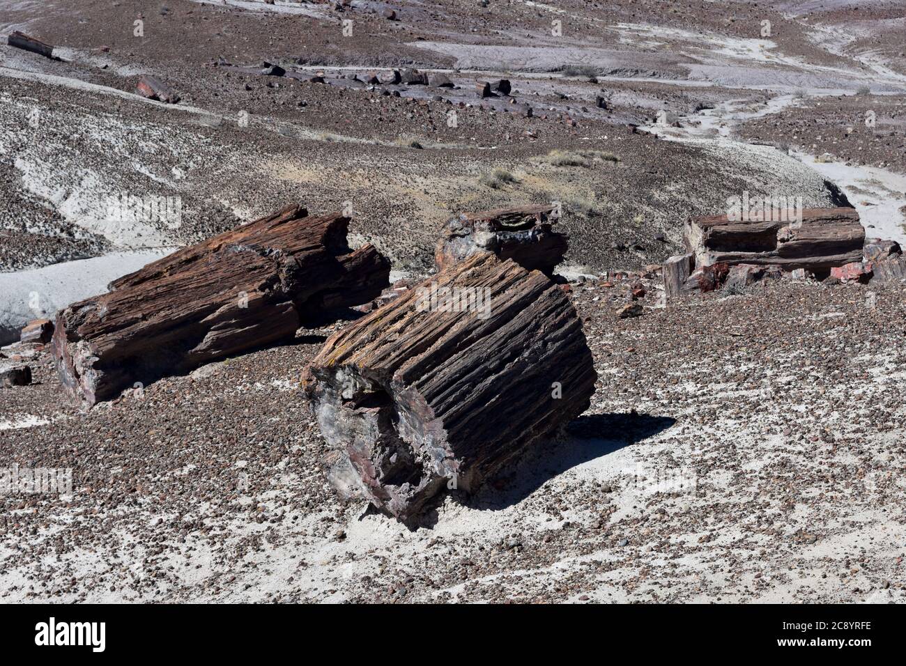 Chunks of petrified logs in the desert landscape Stock Photo - Alamy